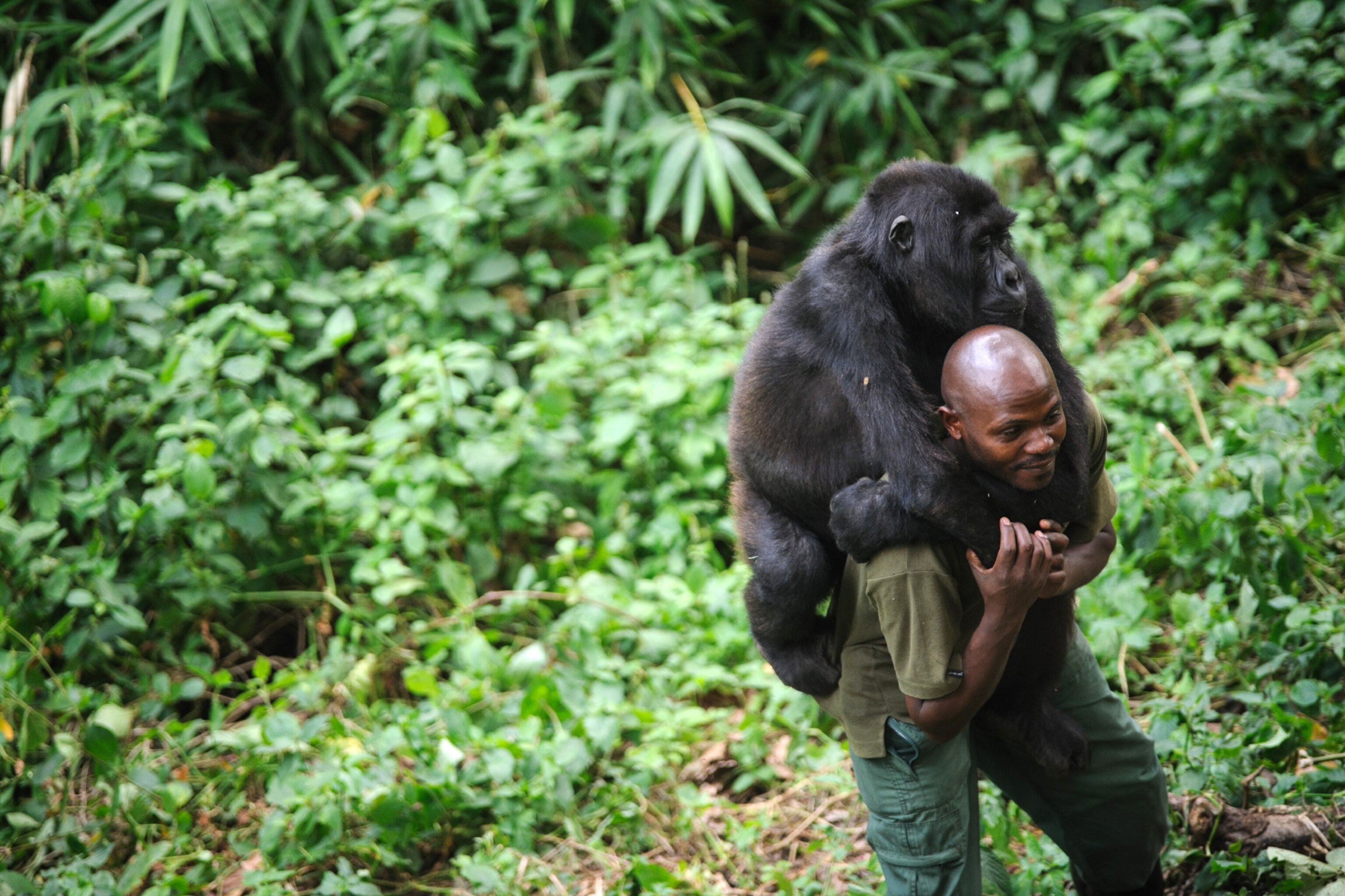 Ranger Killed, Others Injured in Africa's Oldest National Park