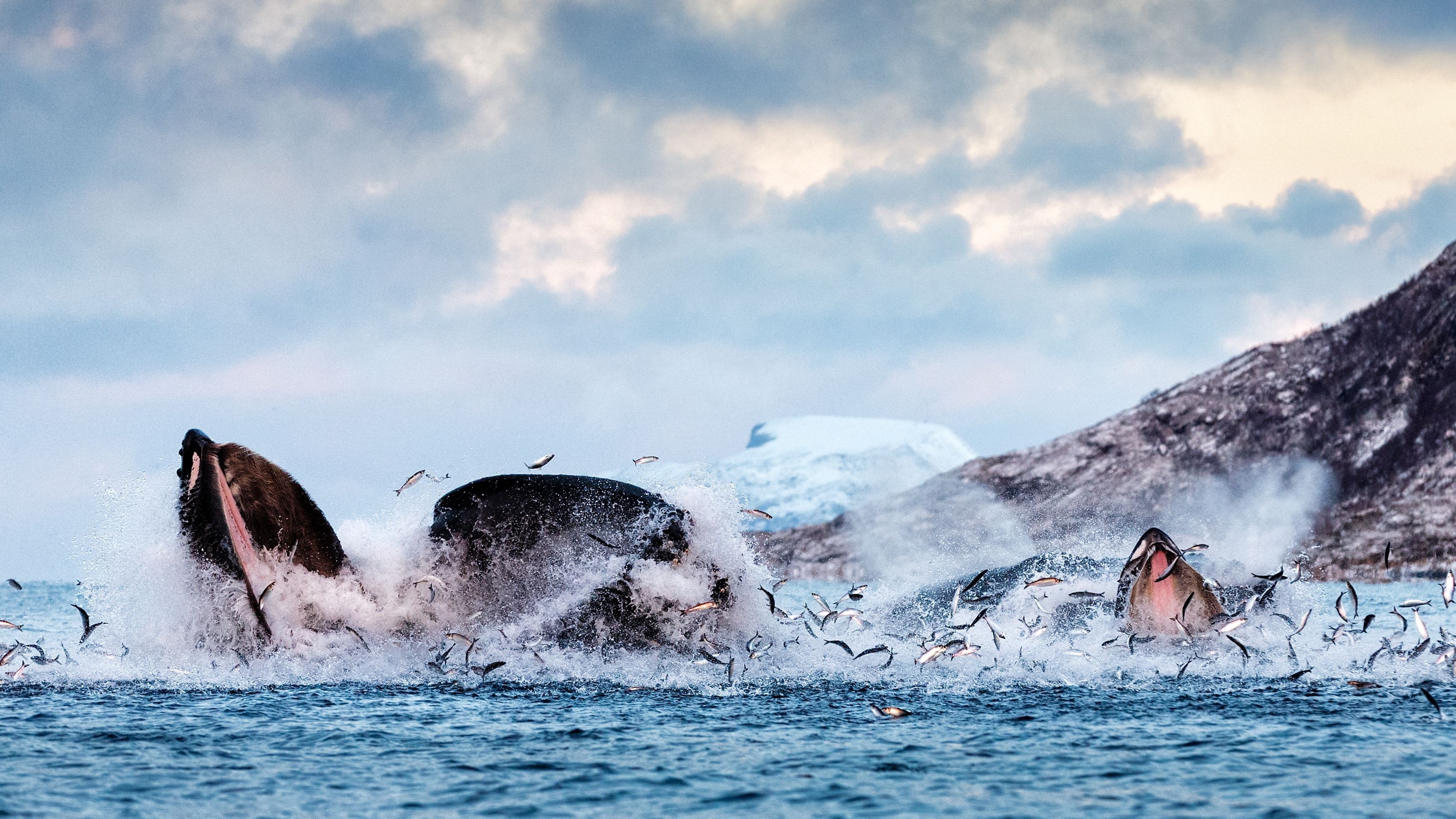 The Rare Beauty of Dozens of Migrating Humpback Whales