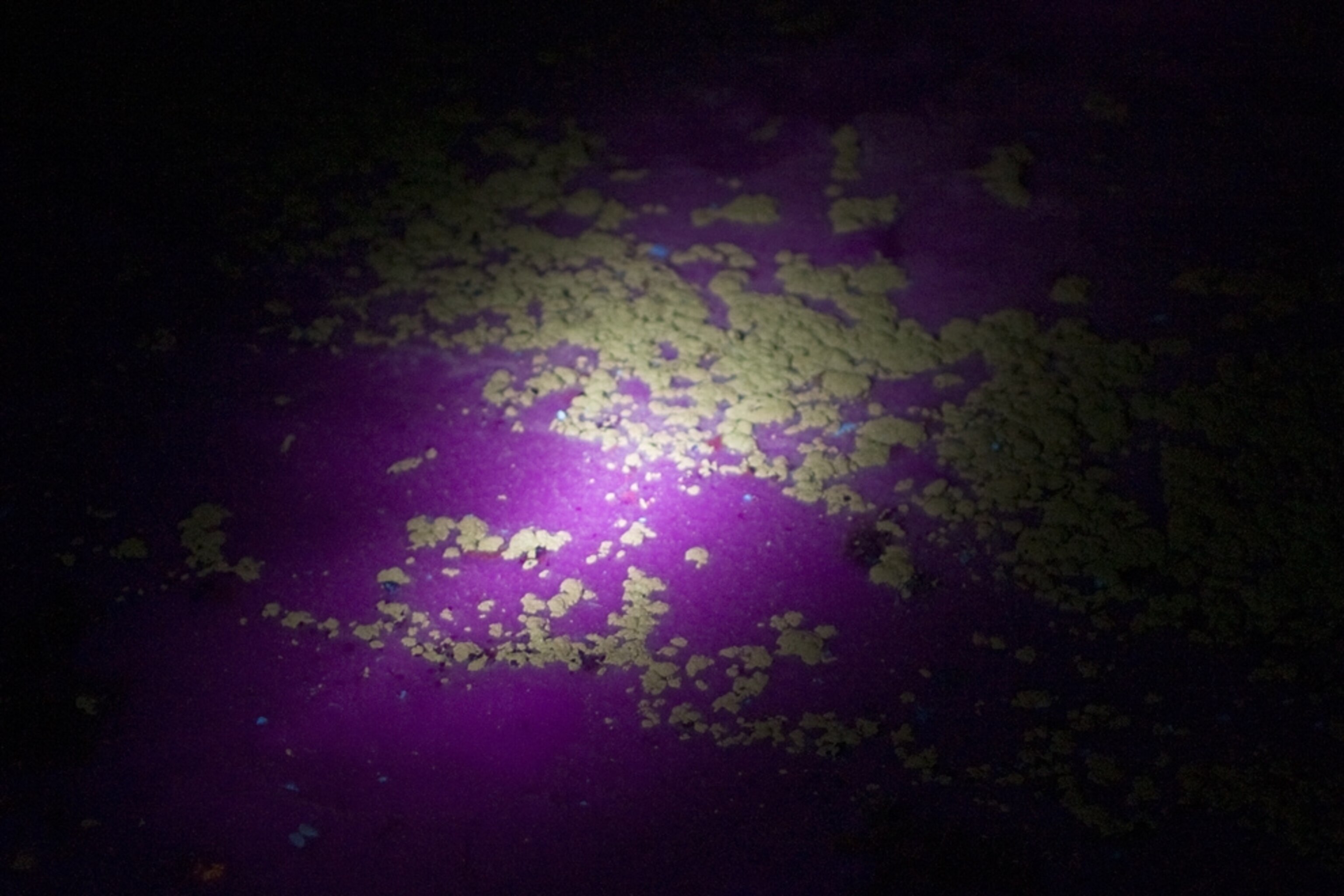 Photos: Glowing Oil Could Aid Gulf Spill Cleanup