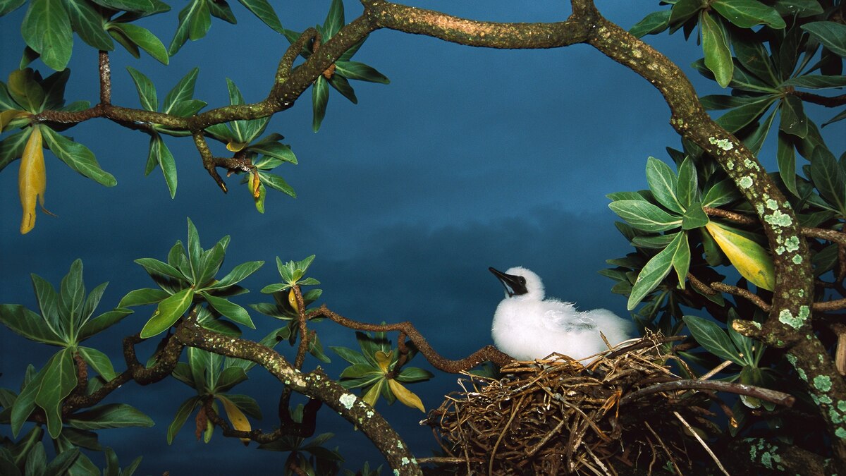 Bird Droppings Led to U.S. Possession of Newly Protected Pacific ...