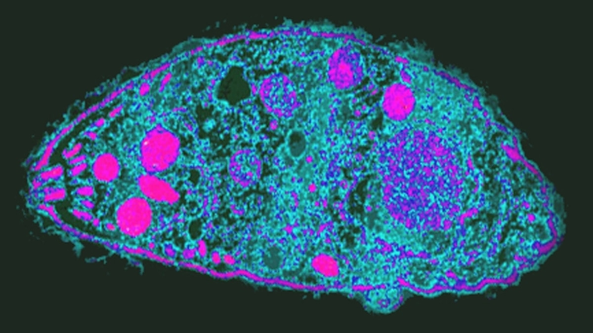 Mind-Bending Parasite Permanently Quells Cat Fear in Mice | National ...