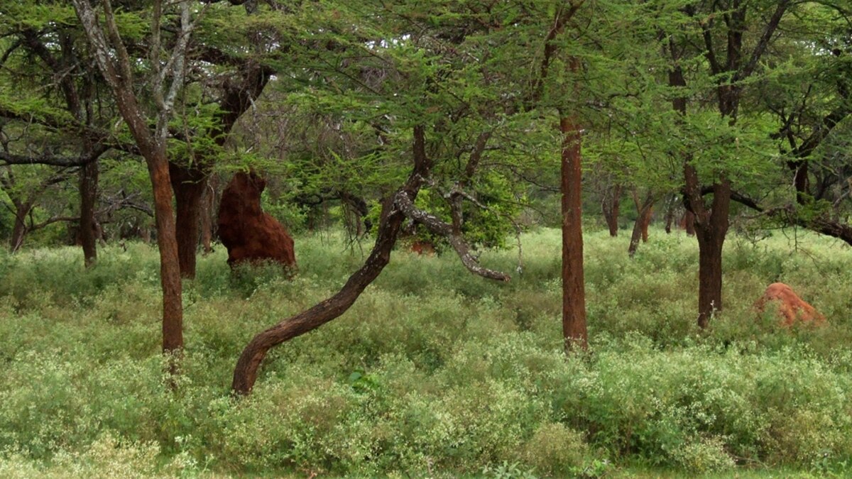 Killer Alien Weed May Threaten Biggest Animal Migration | National ...