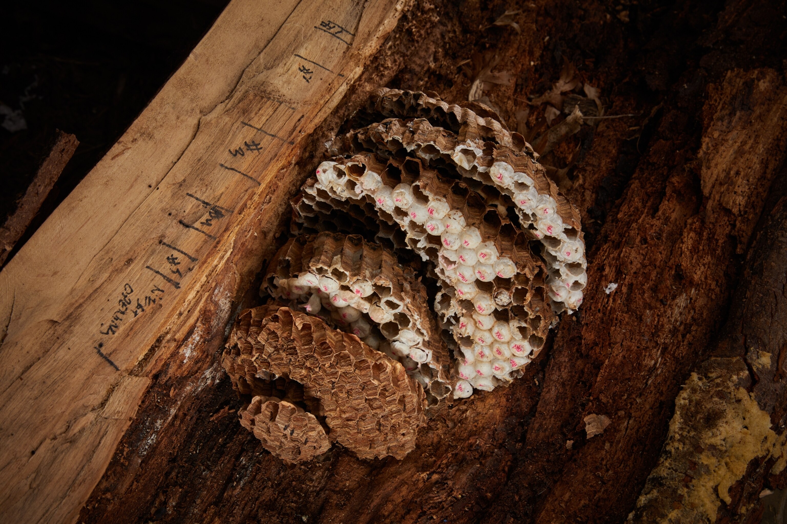 The untold, dramatic story behind the discovery of America’s first ...