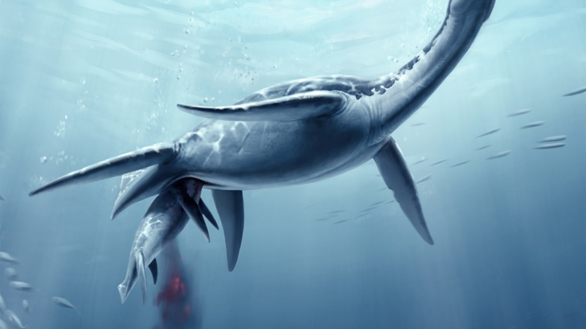 "Sea Monster" Fetus Found—Proof Plesiosaurs Had Live Young? | National ...