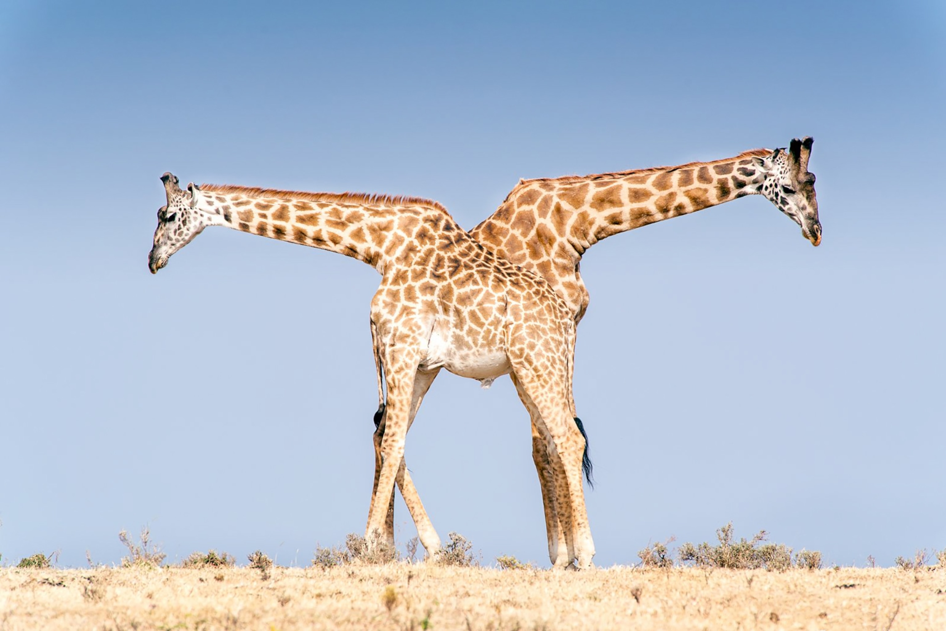 Top 10 wildlife encounters in parks