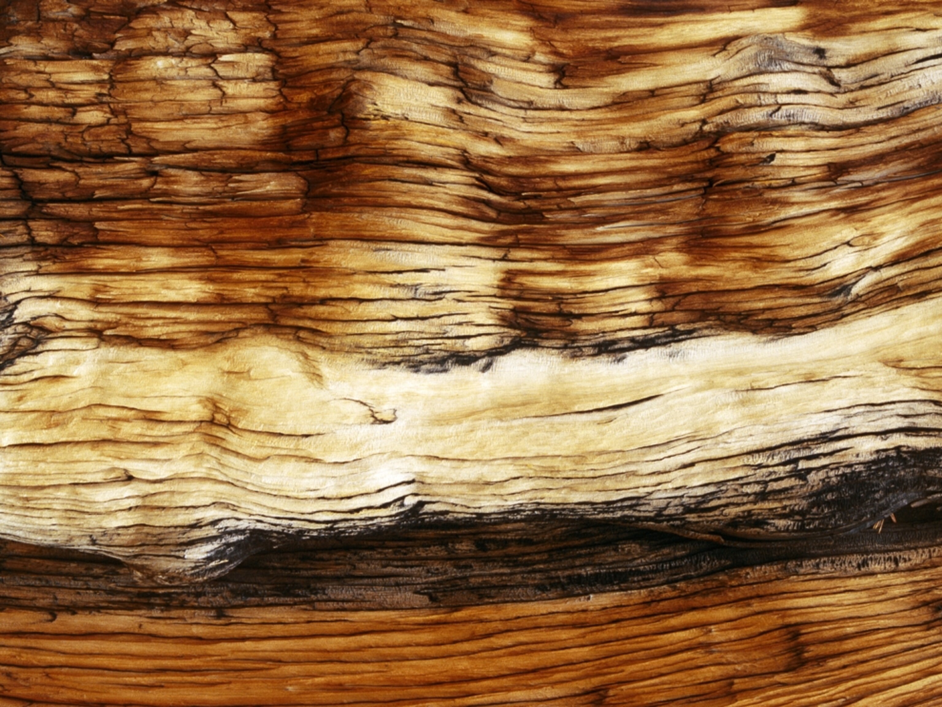 Tree Pattern Photos, Trees Wallpaper, Gallery -- National Geographic