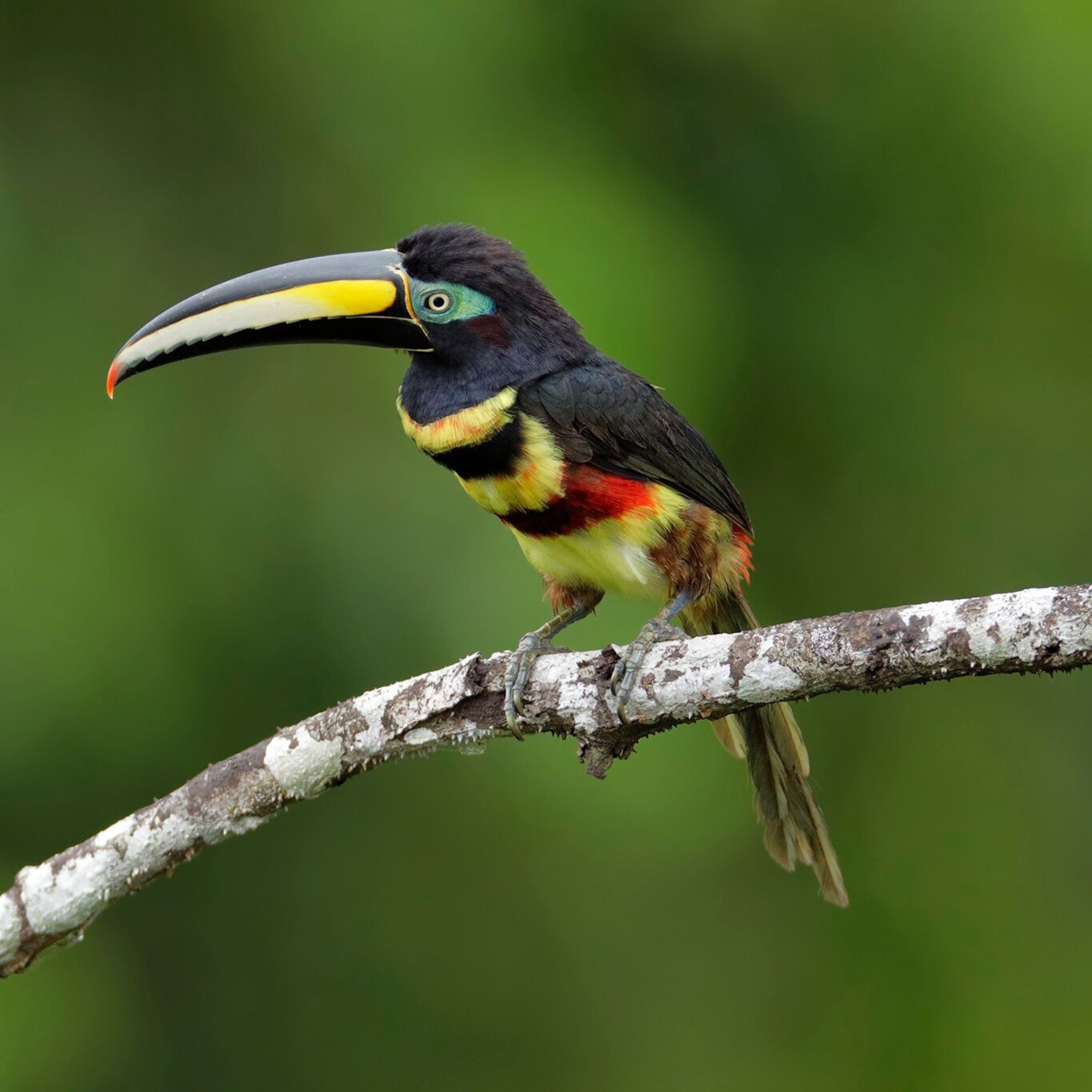 Seven of the best adventures in Ecuador's Amazon rainforest