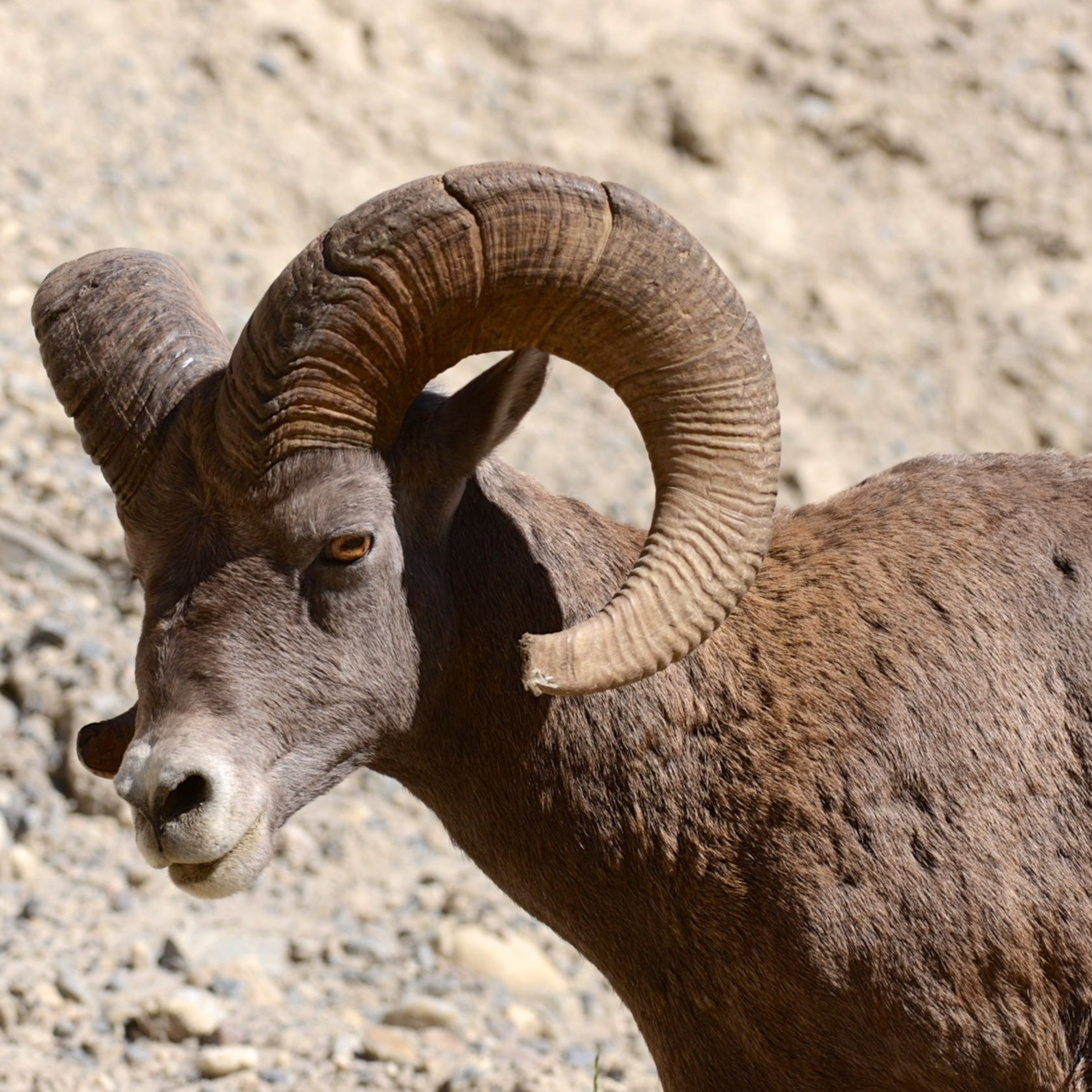 The Alberta Story: Bear Hunt in Banff