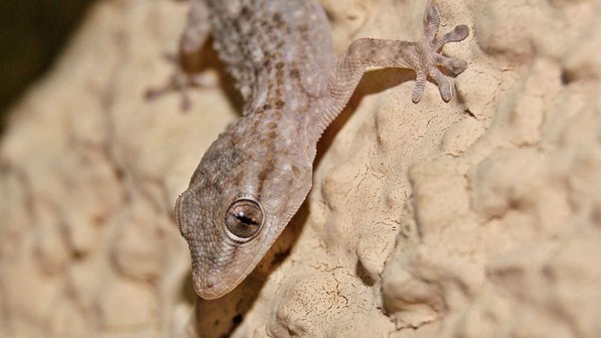 Lizard “Sees” With Its Skin For Automatic Camouflage | National Geographic