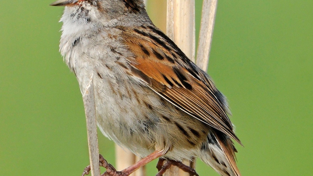 Angry Sparrows? "Shy" Birds Show Aggression With Wings | National ...