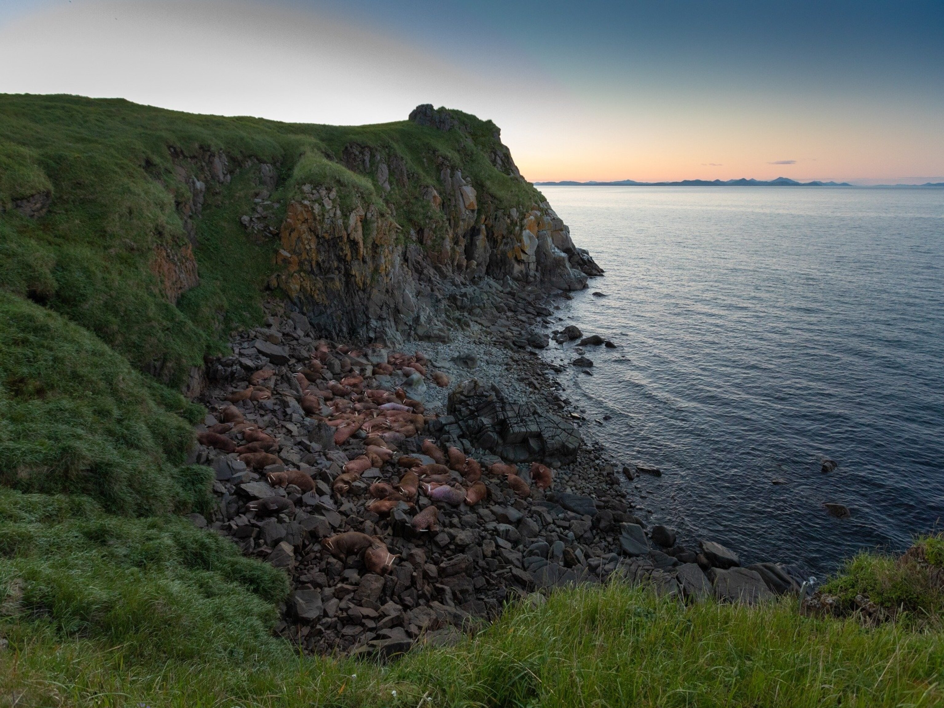 The isolated Alaska island where walruses sing