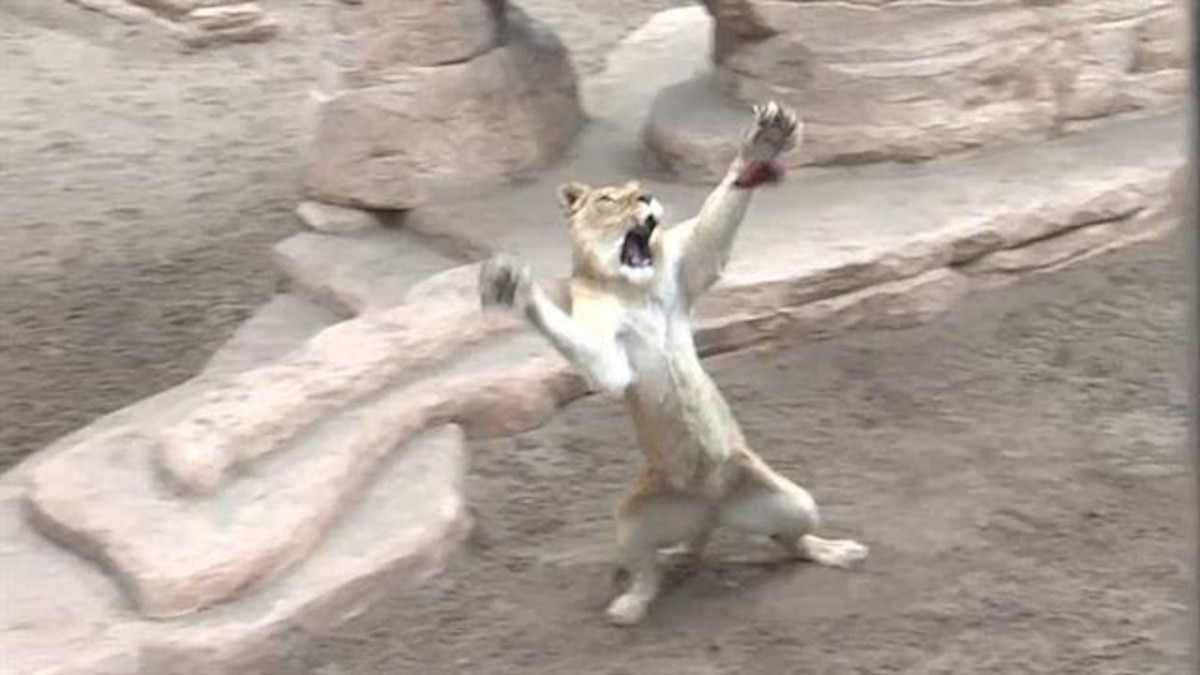 See Rescued Lions and Tigers Re-Learn How to Hunt | National Geographic