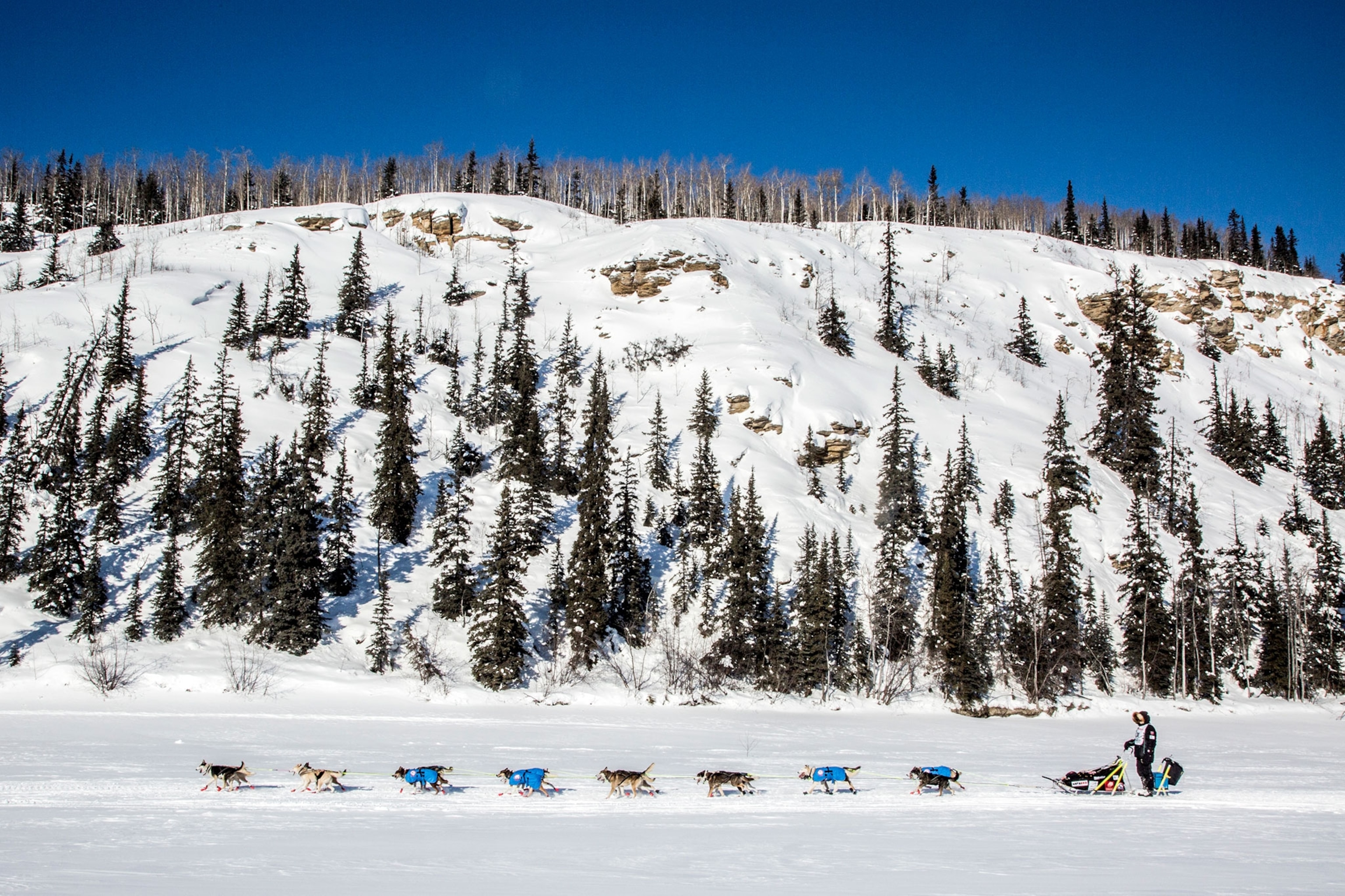 Climate Change Is Rerouting the Iditarod Sled Dog Race
