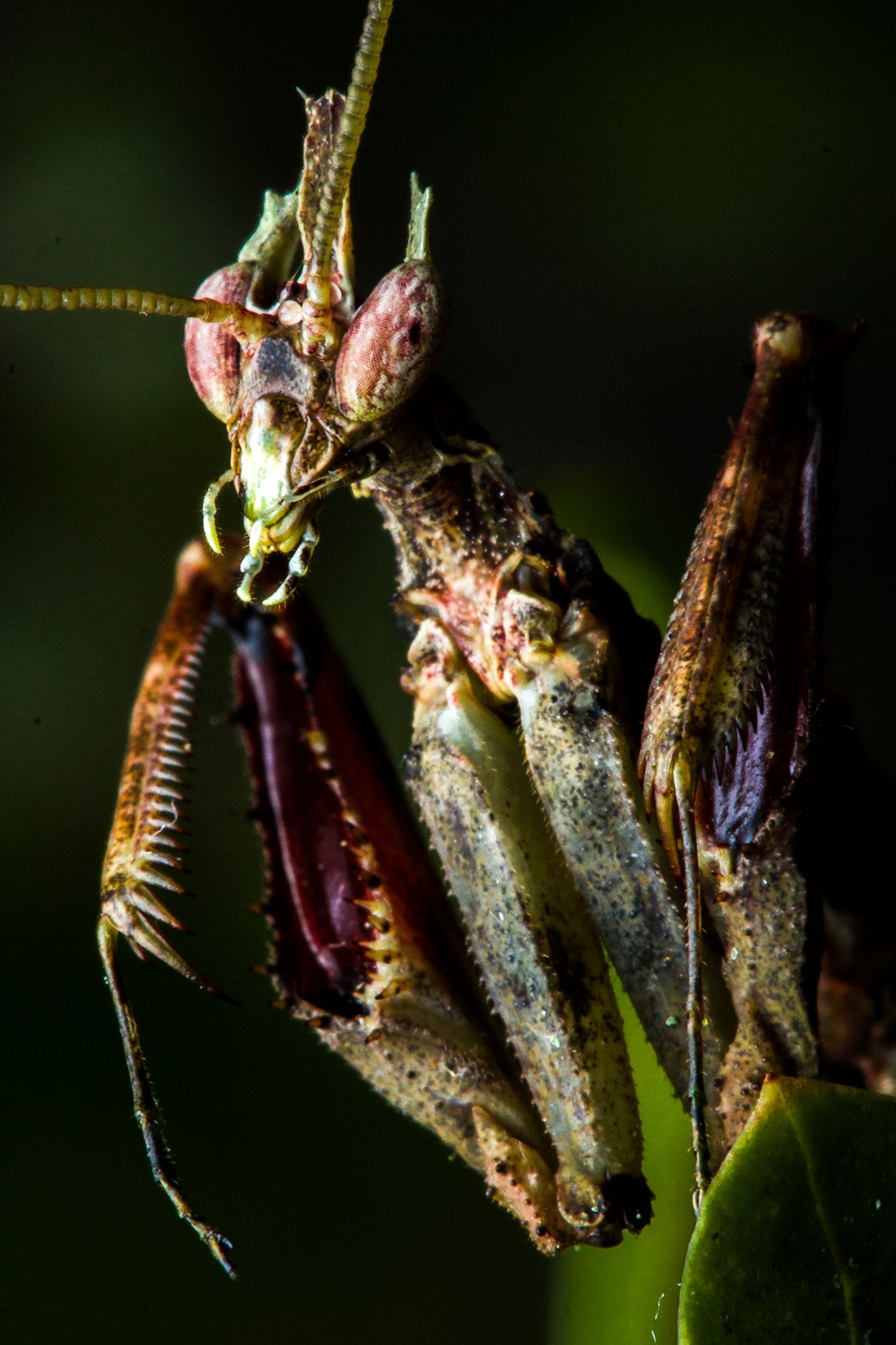 Dragon Mantis Captured in Extremely Rare Video