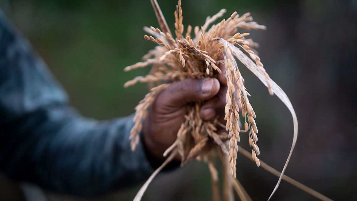For health and fortune in the new year, put this Gullah Geechee meal on ...