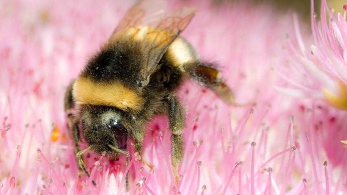 Declining Bees and Toxic Insecticides: Sources for A Complex Story ...
