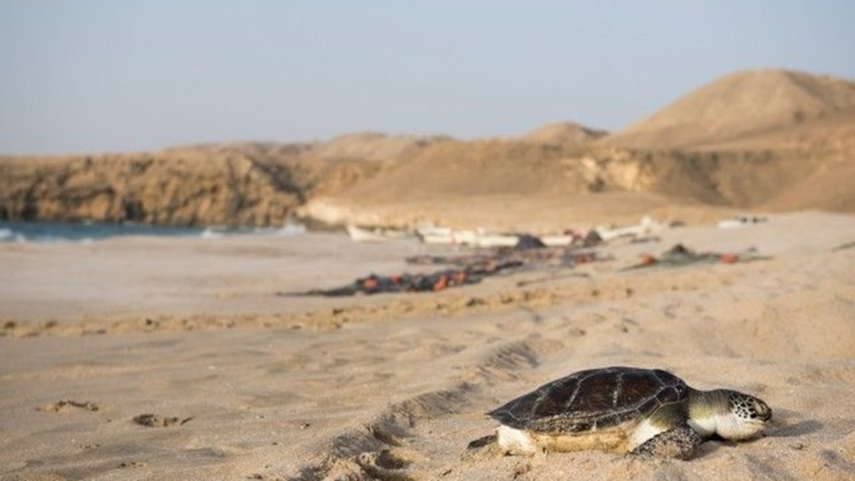 Wildlife: Where to spot Oman's big five | National Geographic