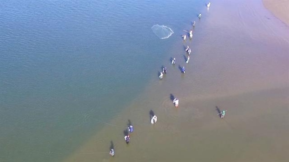 These fishermen-helping dolphins have their own culture | National ...