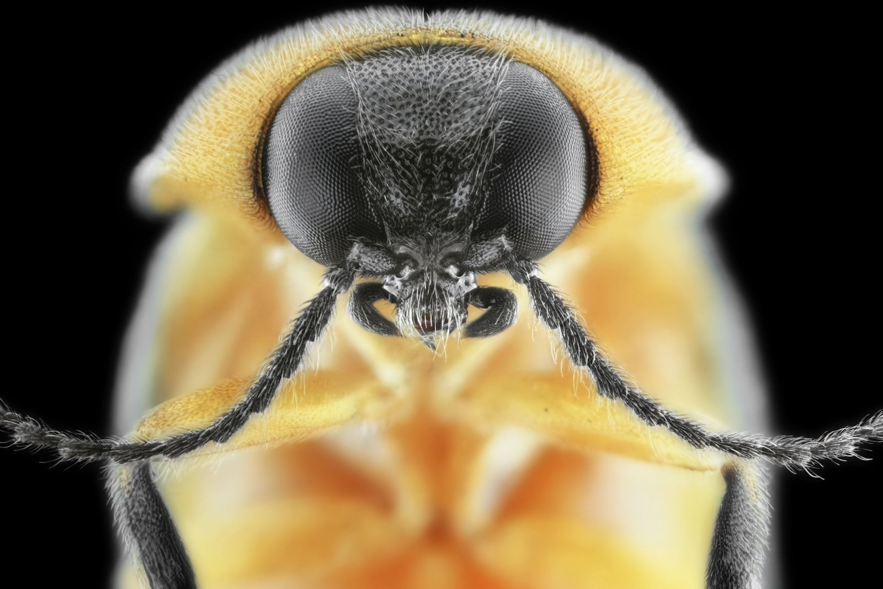 How Do Fireflies Glow? Mystery Solved After 60 Years