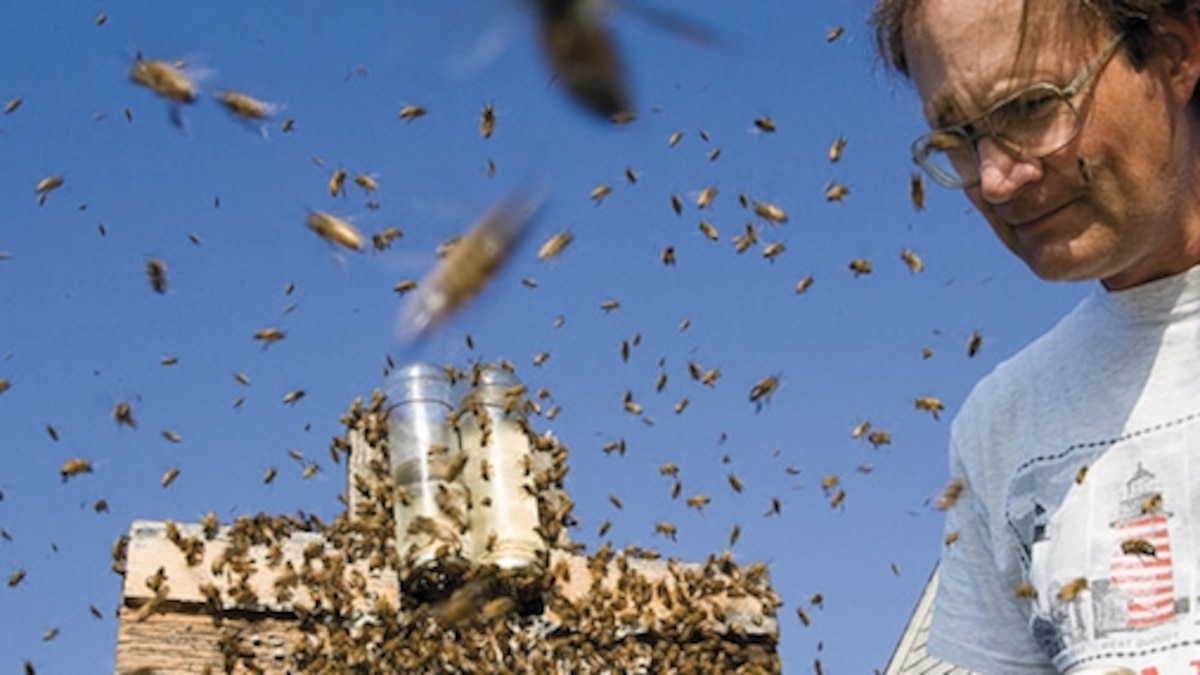 The Hive Mind Reader: My Smithsonian profile of Thomas Seeley ...