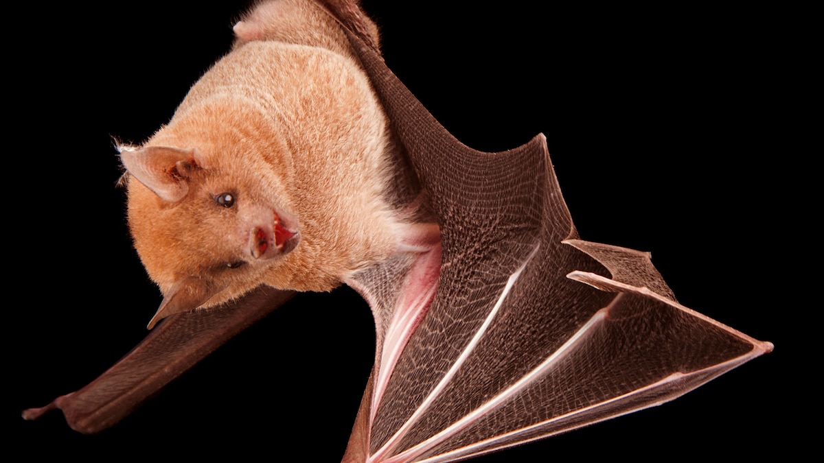 First Bat Removed From U.S. Endangered Species List | National Geographic