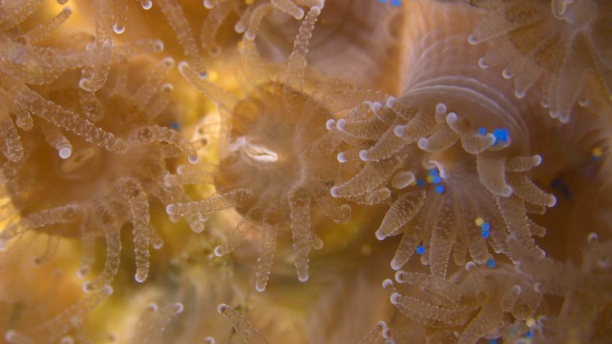 These corals choose to eat plastic over food | National Geographic