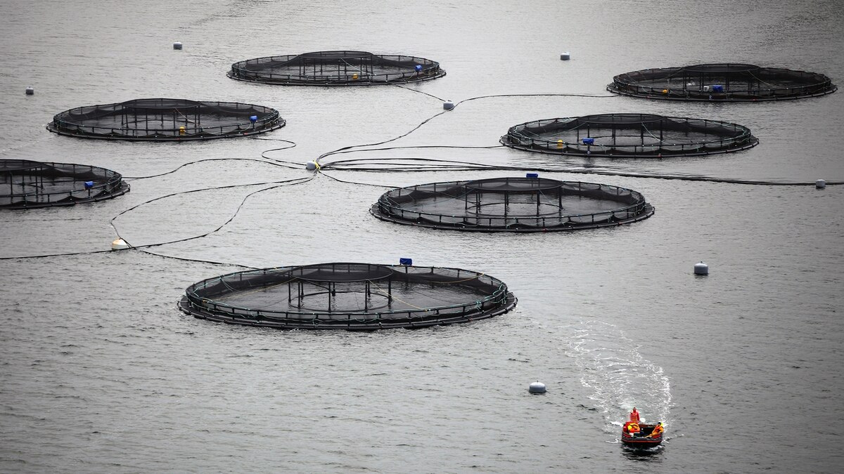 Salmon Farming Gets Leaner and Greener | National Geographic