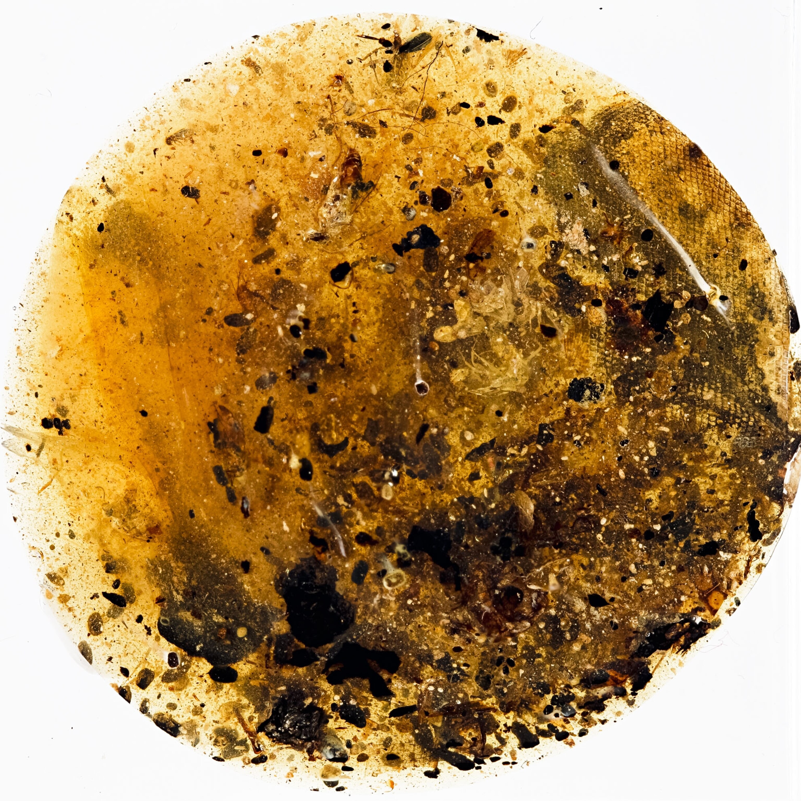 First Baby Snake From Dinosaur Era Found in Amber