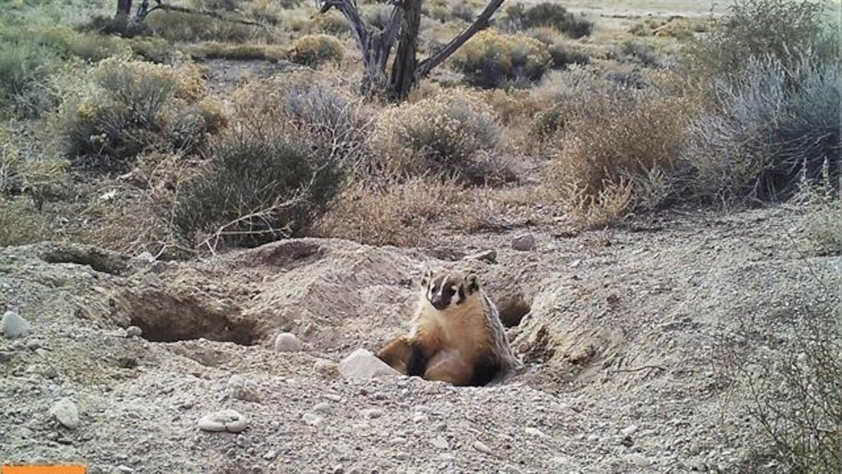 First: Badger Buries Entire Cow in Shocking New Video | National Geographic