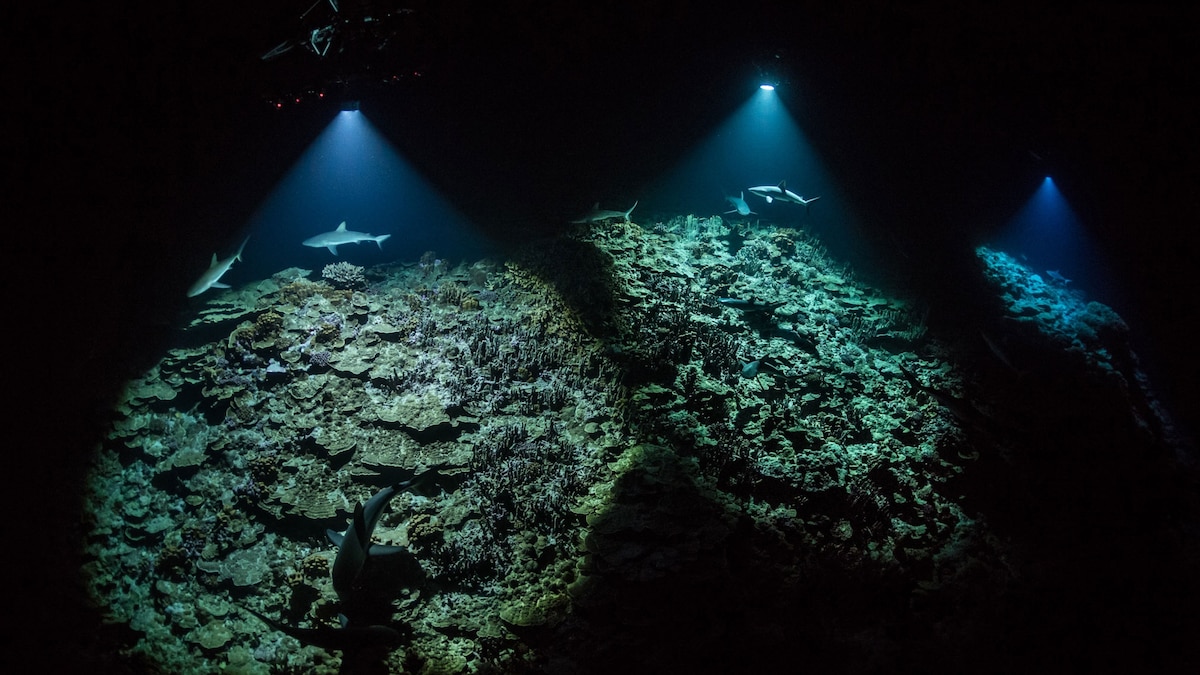 He Wanted to Photograph a Shark Feeding Frenzy. It Took 3,000 Dive ...