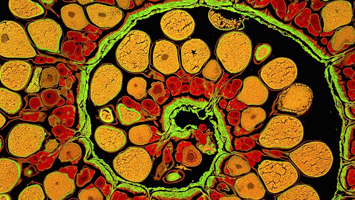 Life Magnified | National Geographic