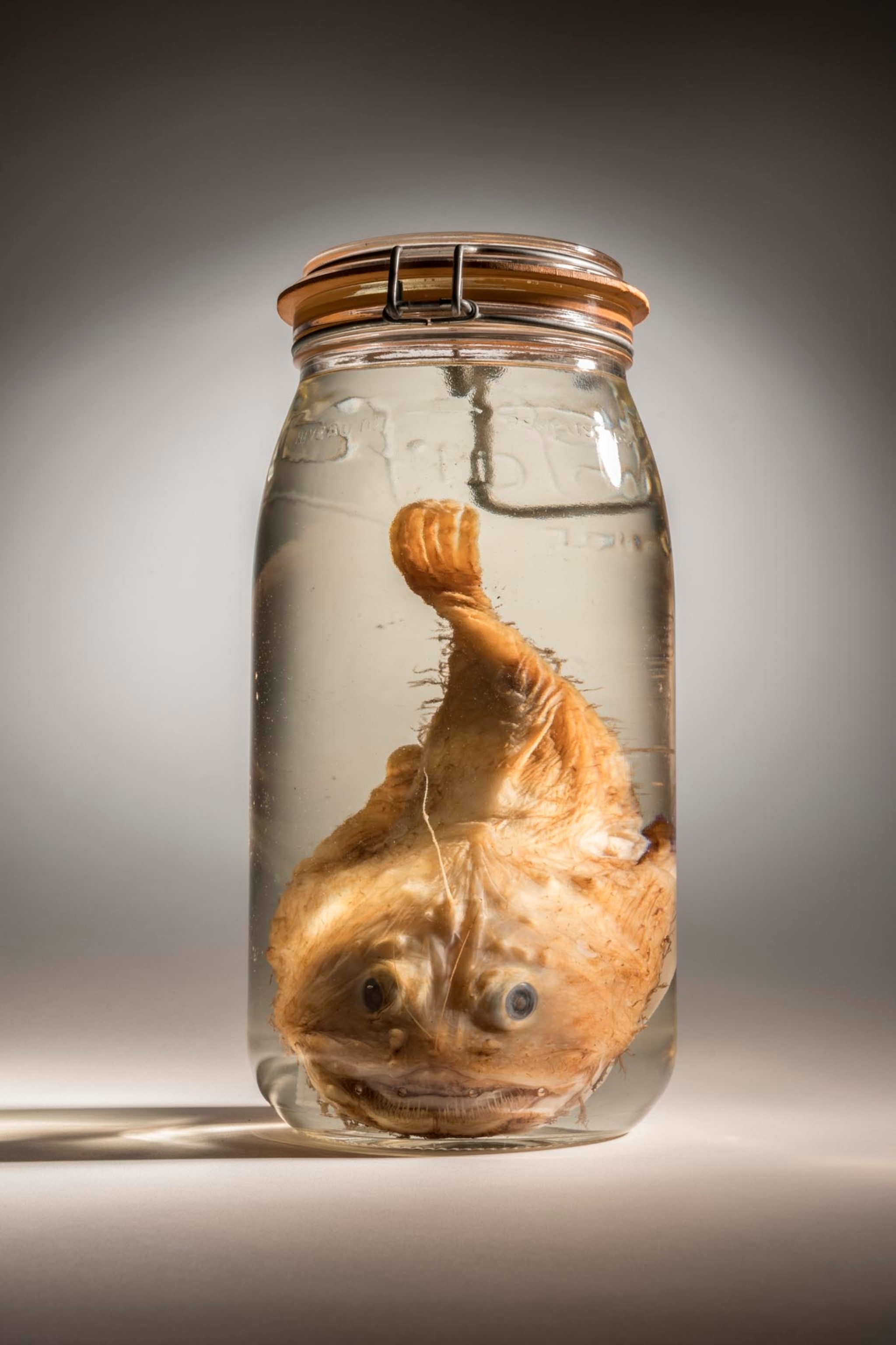 These surreal jarred fish tell an urgent story of extinction