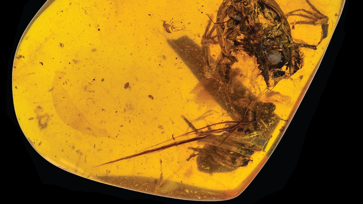 Oldest Fossils of Rain Forest Frogs Found in Cretaceous Amber ...