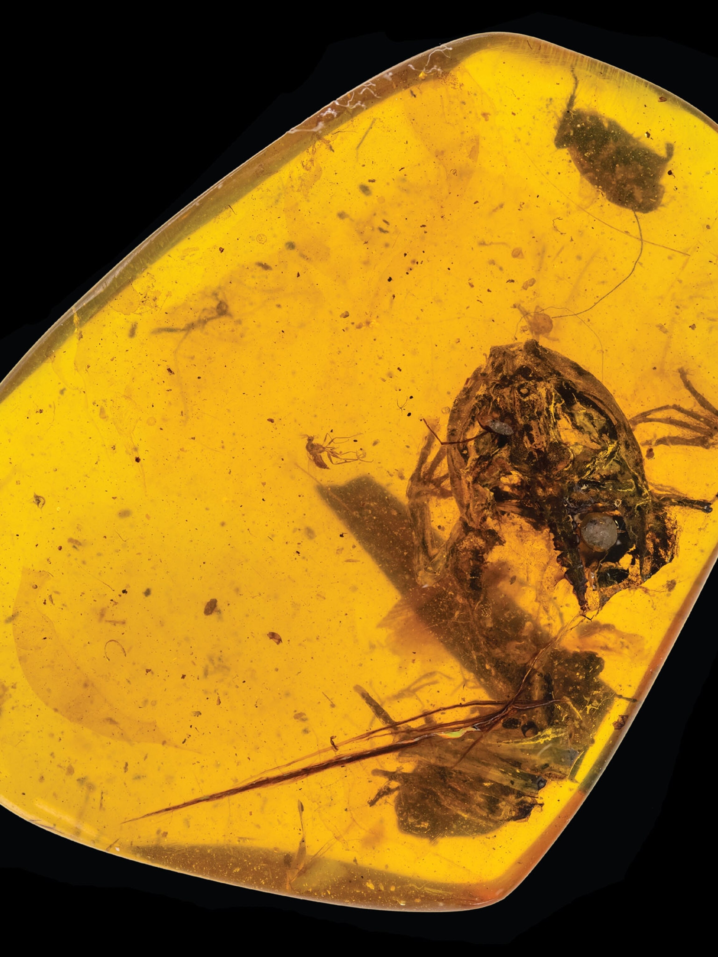 Amber Fossils Frog