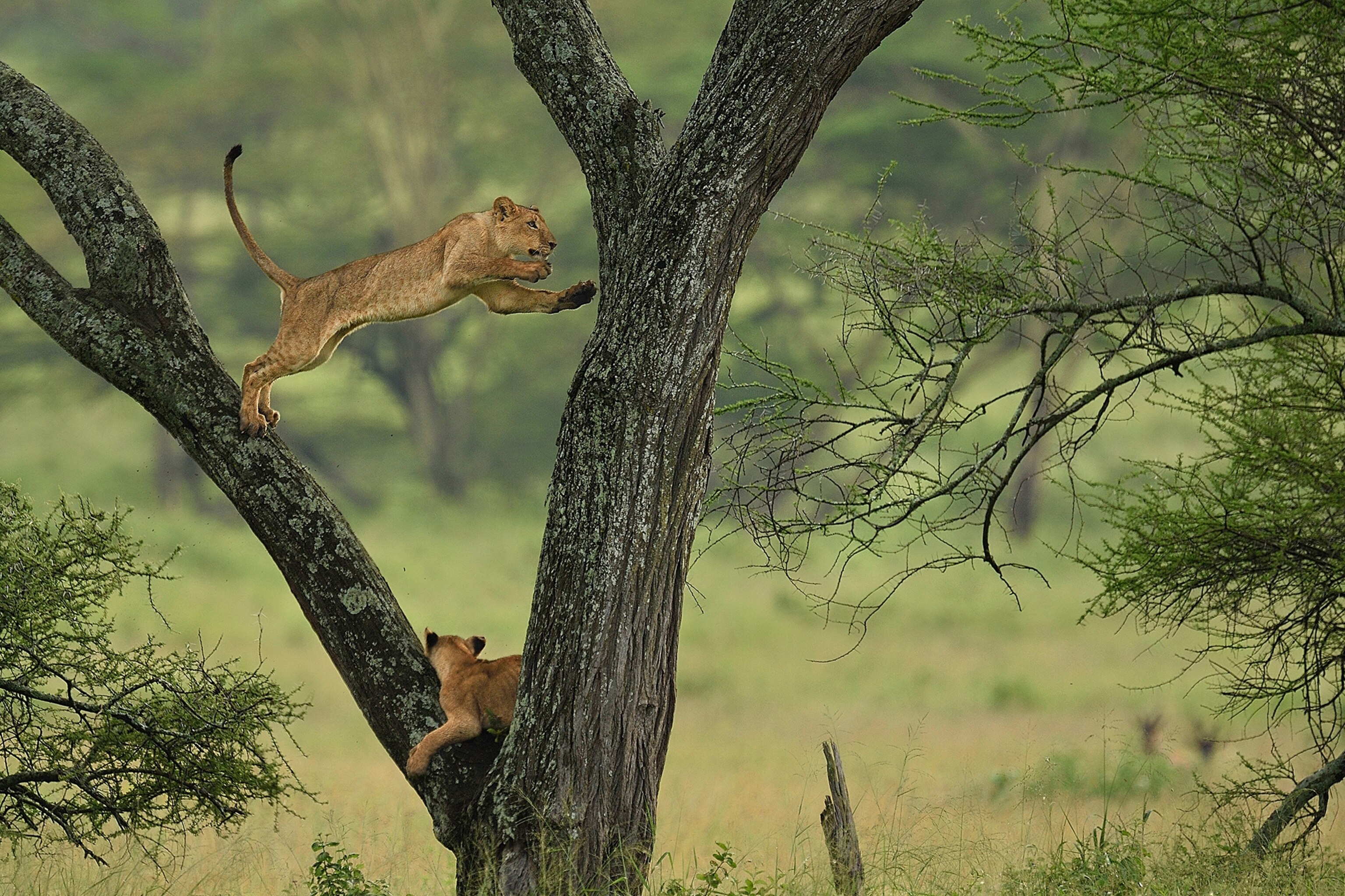 Take a Look at These Amazing Airborne Animals
