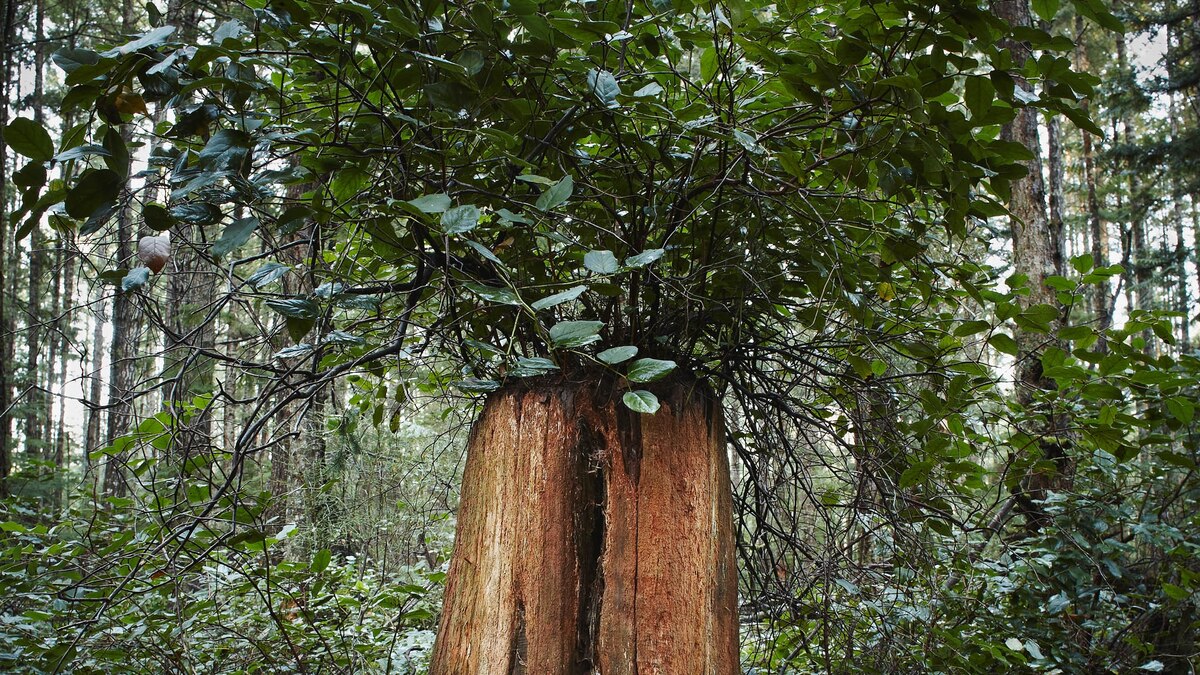 Seeing the Trees Through the Forest: Vestiges of Ancient Woods ...