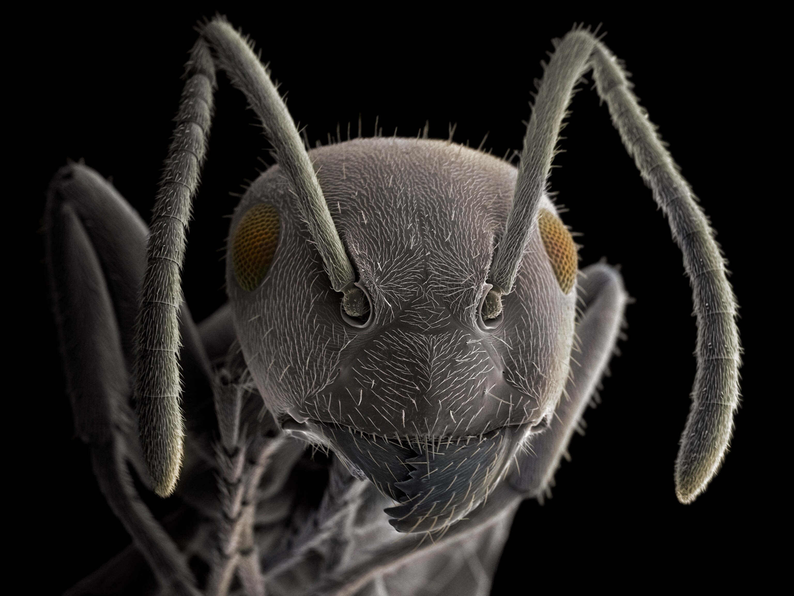 Hidden world of microscopic life revealed in extraordinary pictures
