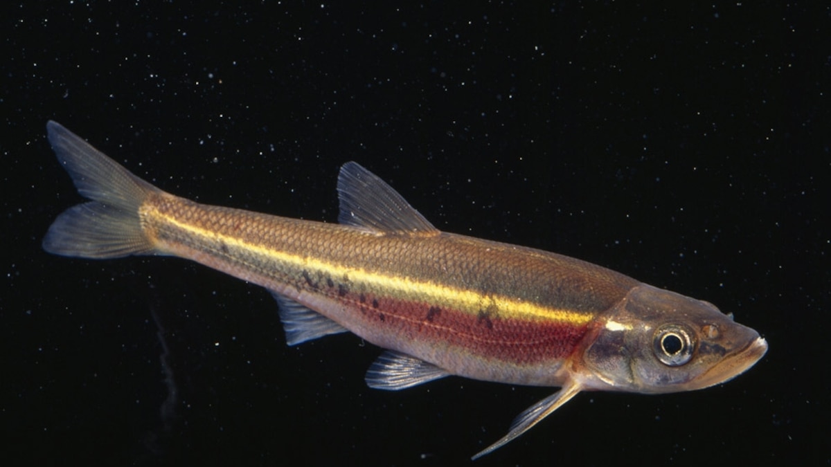 Habitats -- Freshwater Plants & Animals Pictures, Wallpapers, Downloads ...