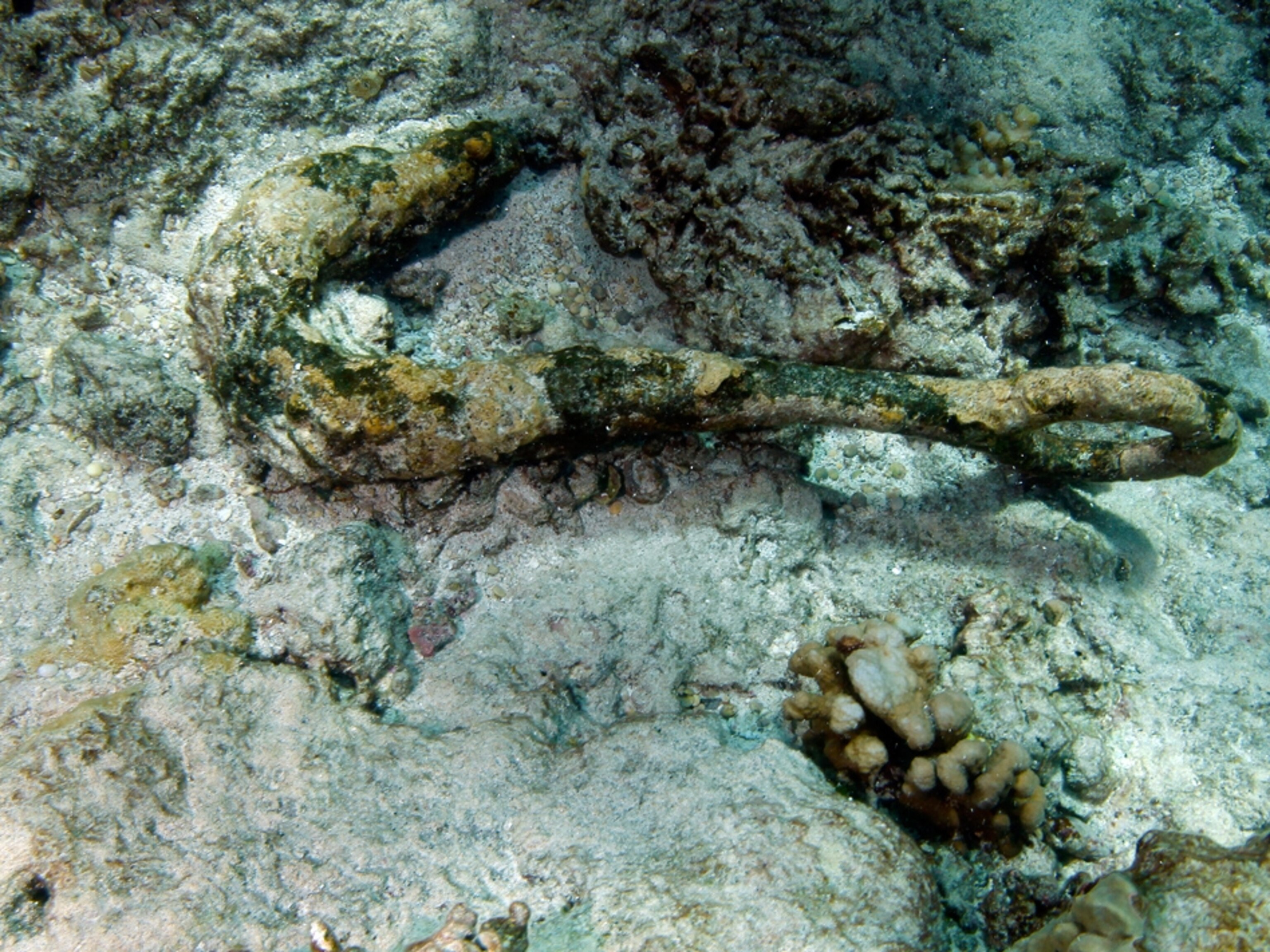Pictures: 1823 Whaling Shipwreck Found in Hawaii