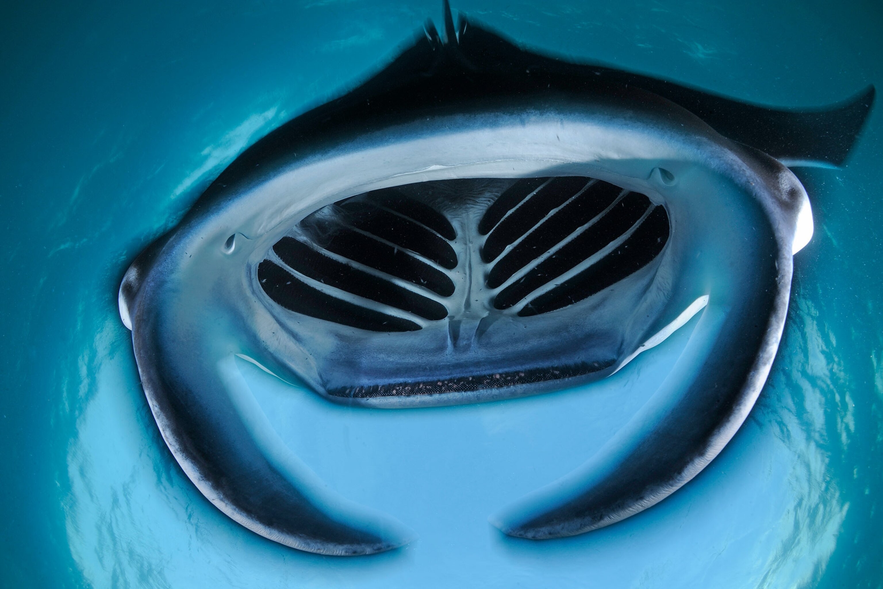 Pictures and Video Take Us Inside the World of Manta Rays