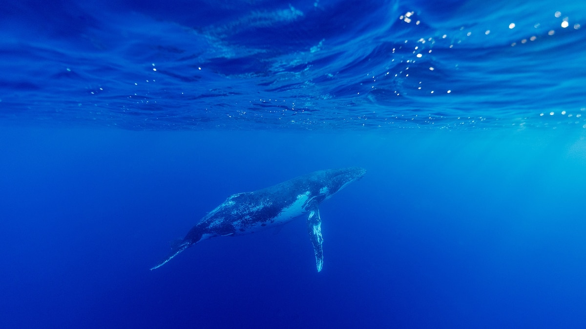 What the science of baby-speak can tell us about whale songs | National ...