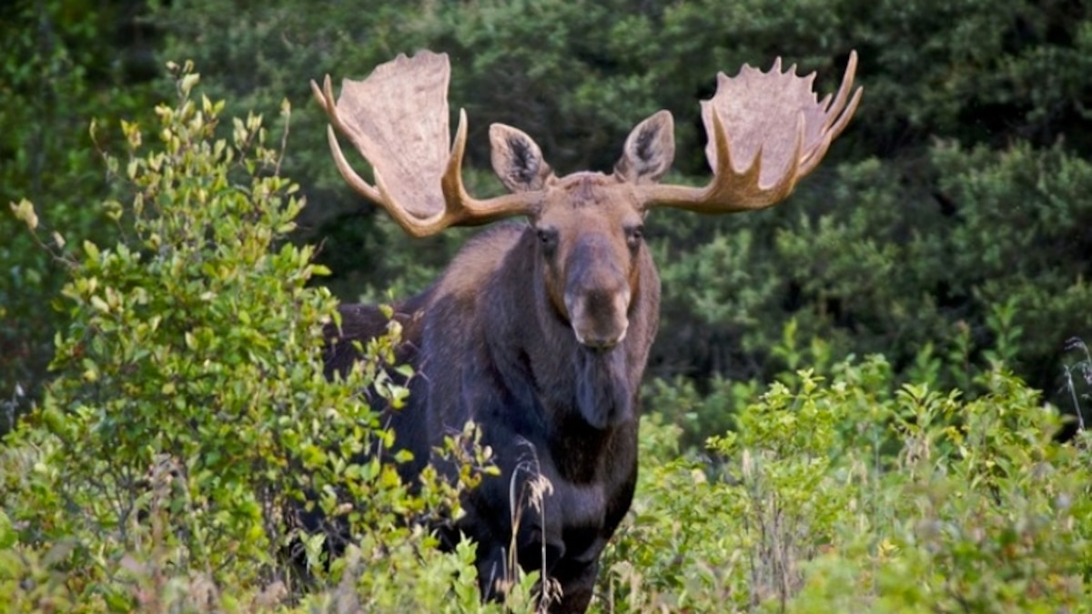 Guide to Parks Canada: Prairie Provinces and the Rockies | National ...