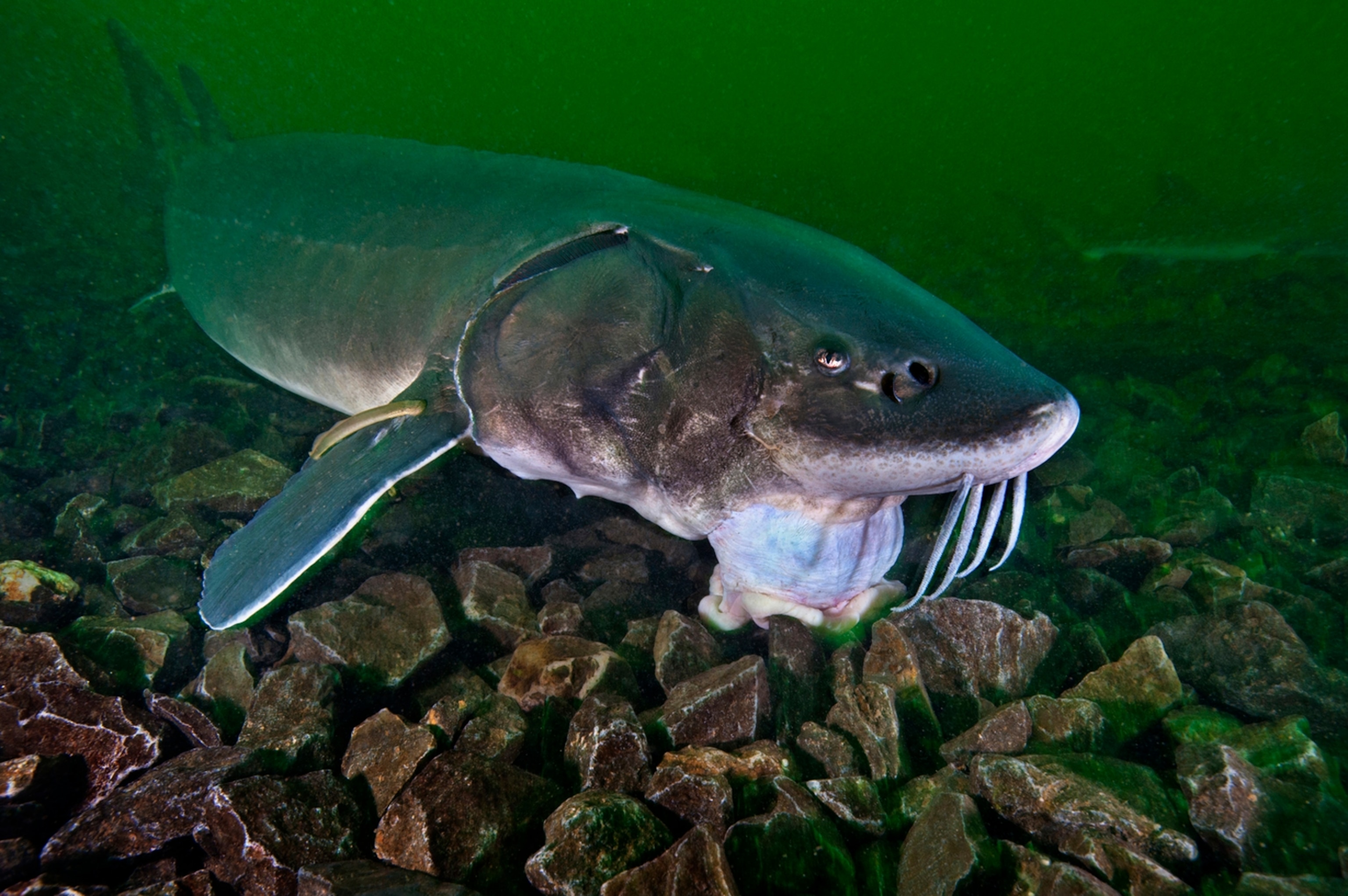 Photographing a disappearing wonder