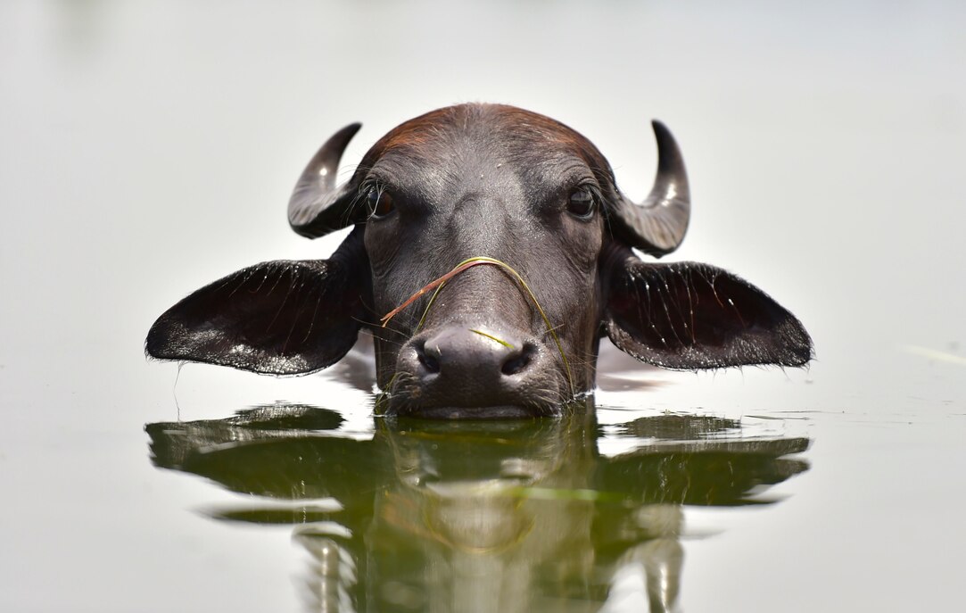Female Water Buffalo