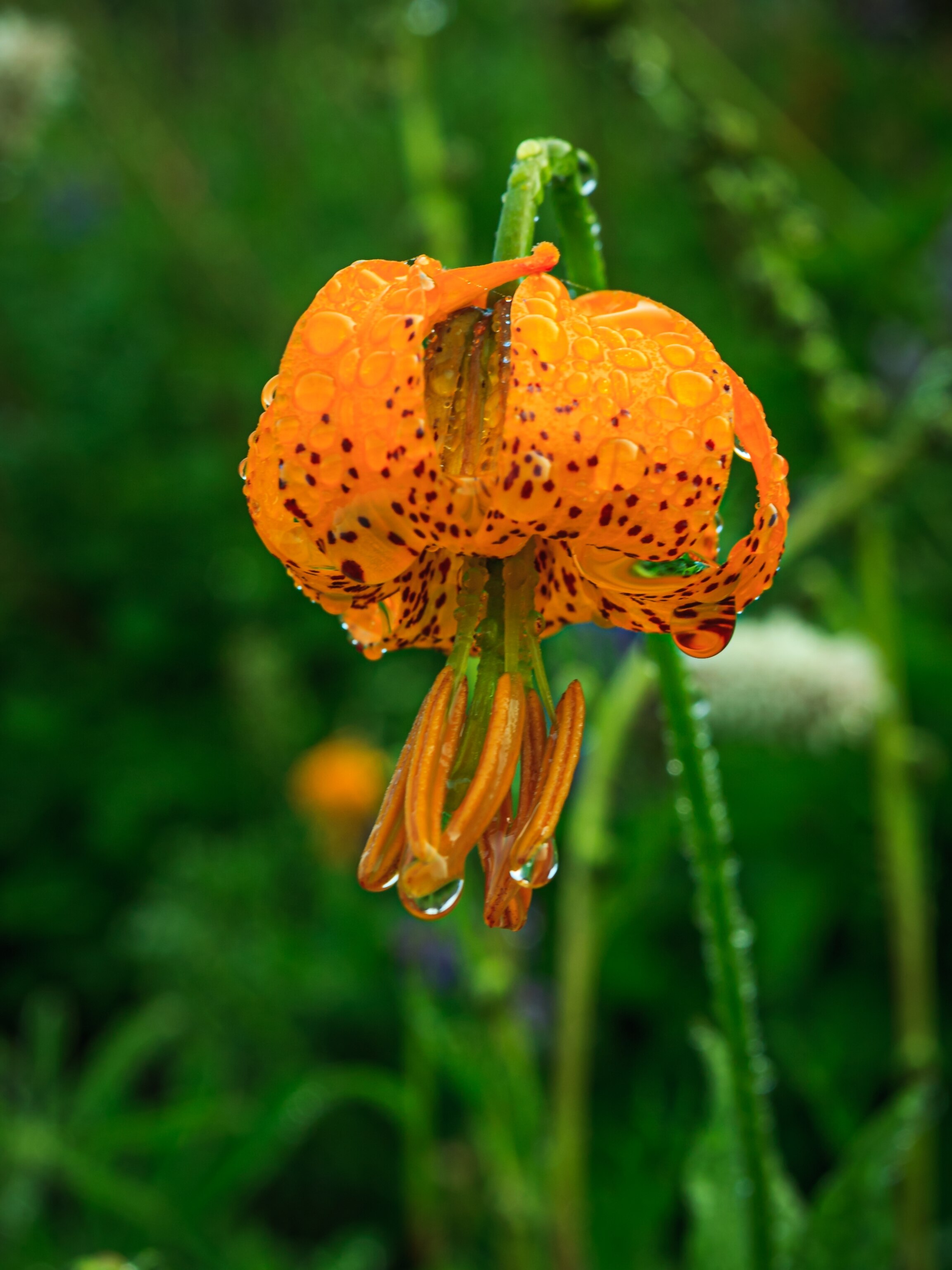 How to spark your own 'Super Bloom' of Wildflowers