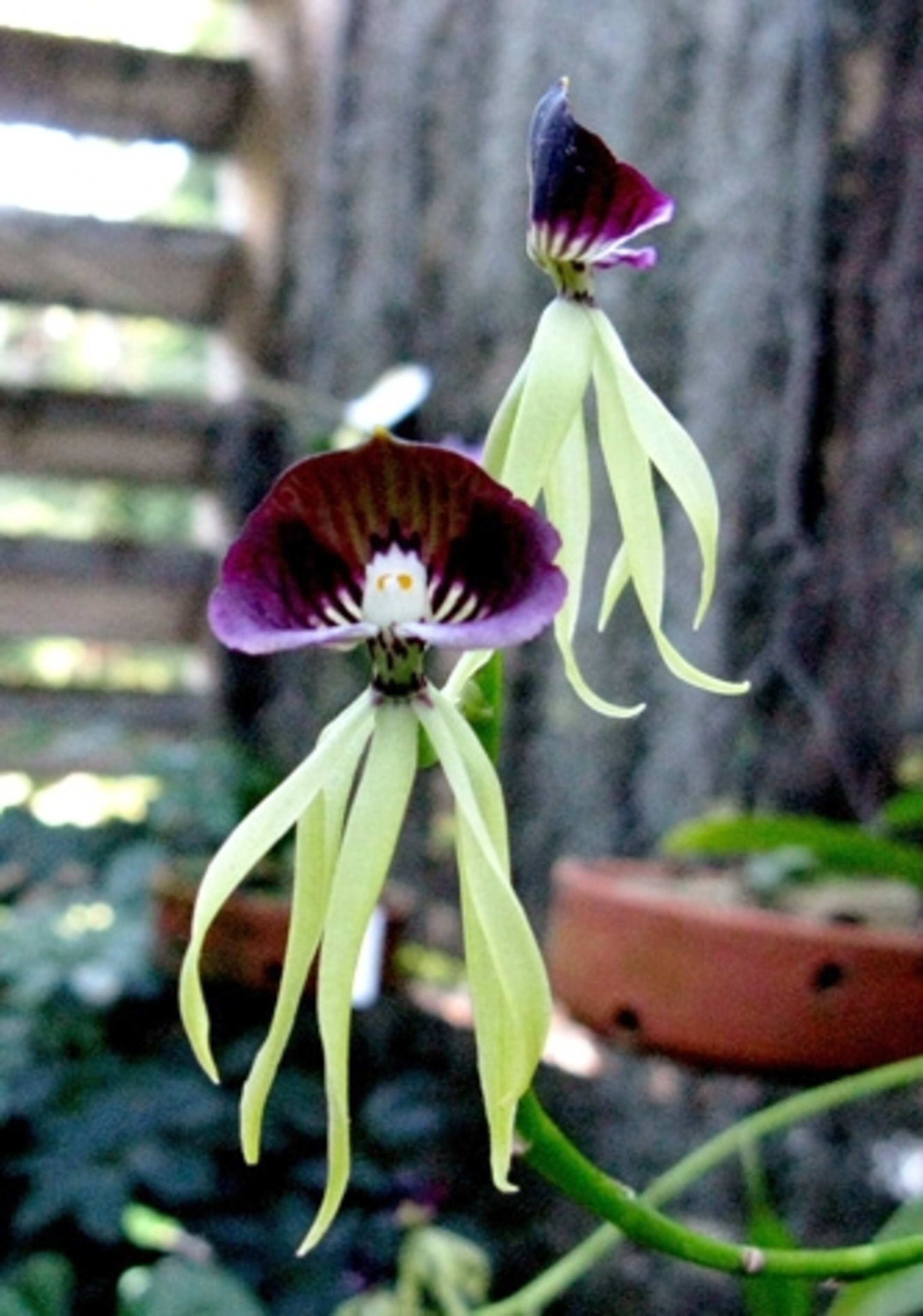 Cuba’s Green Revolution | National Geographic