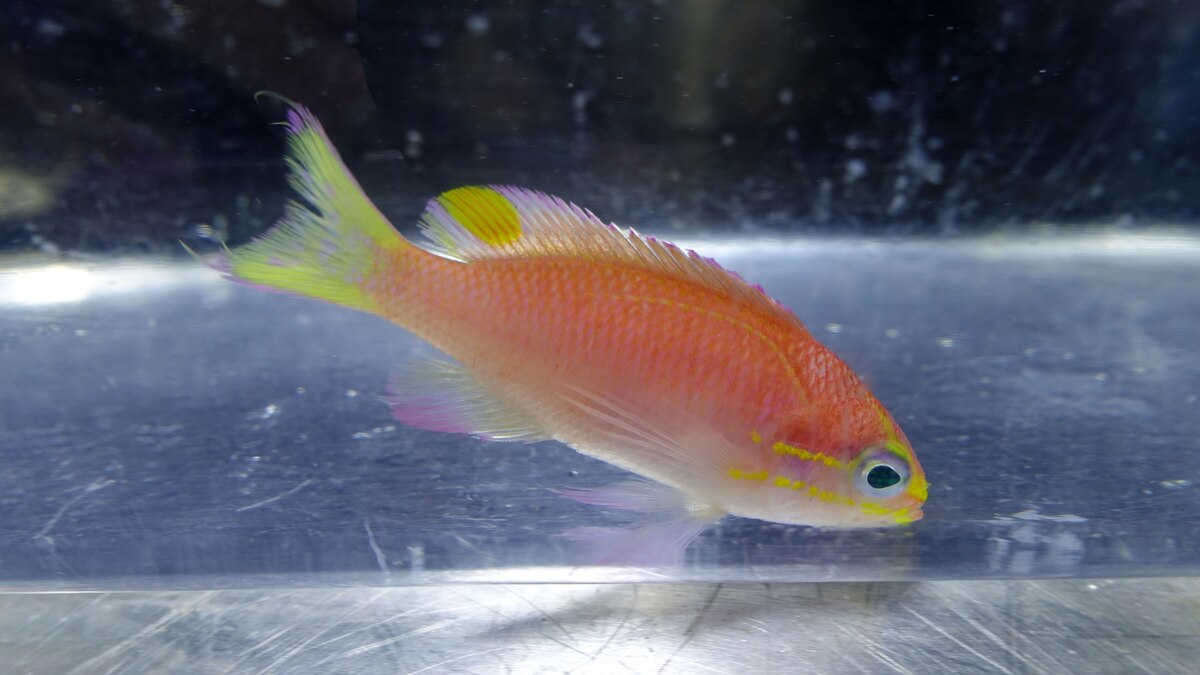 Newly Discovered Hawaiian Fish Named for President Barack Obama ...