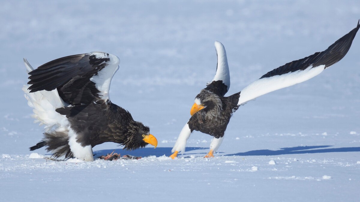 Where to try the ancient tradition of ice fishing in Japan | National ...