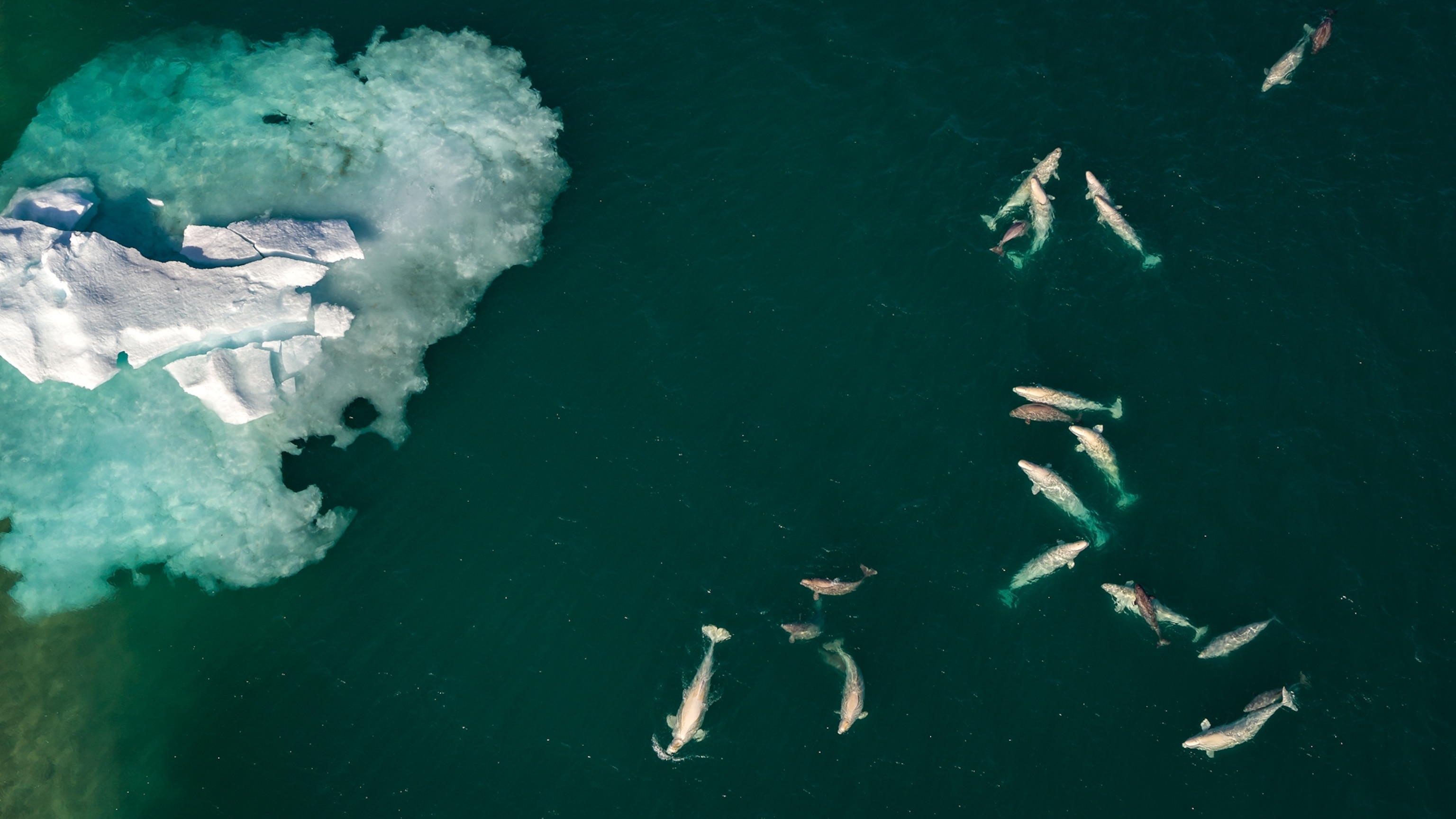 The pioneering science that unlocked the secrets of whale culture
