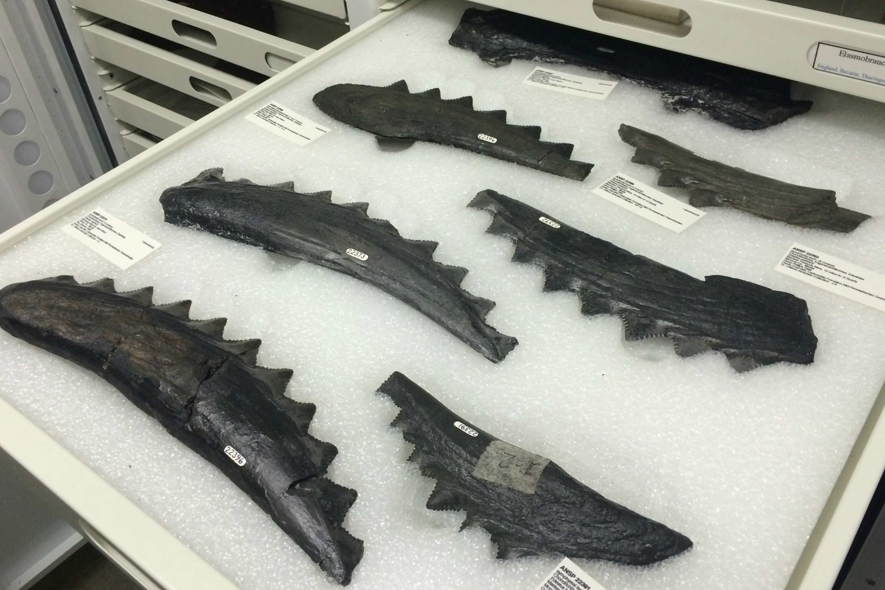 Fossil Fish Sliced Prey With Bizarre Jaws